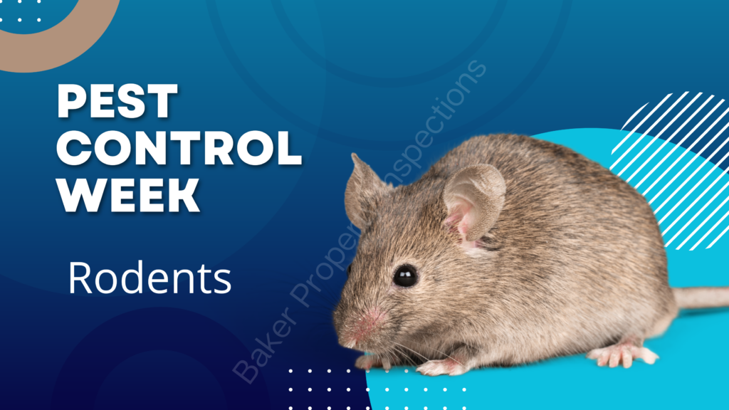 Homeowner Blog: Pest Control Week: Rodents | Baker Property Inspections